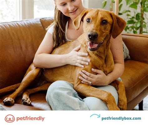 How To Keep Your Dog Cool In The Summer 10 Tips Petfriendly Box
