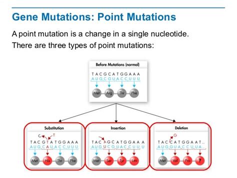 How Do Mutations Affect The Products Of Dna Replication