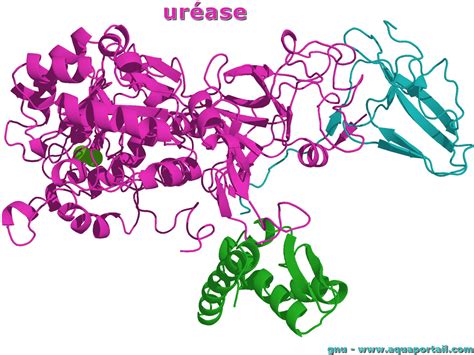 Enzyme Function Of Urease At Richard Colon Blog