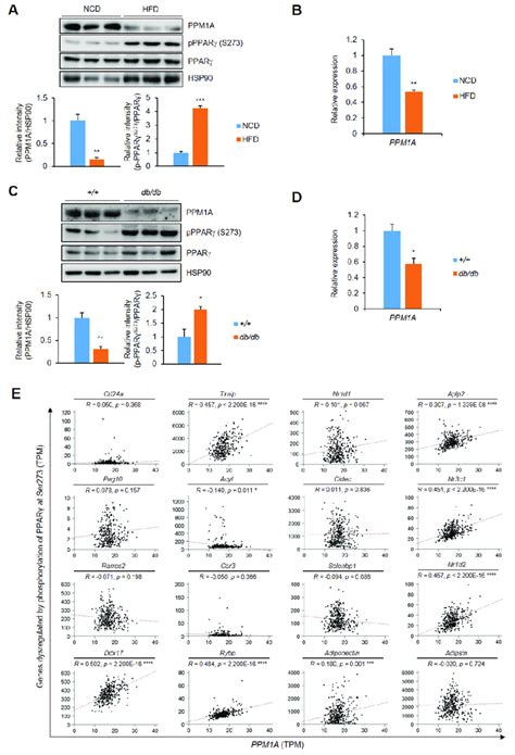 Negative Correlation Between Ppm1a And The Phosphorylation Of Pparγ At Download Scientific