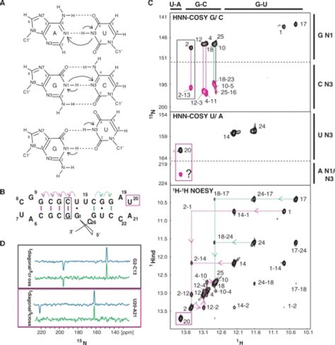 Secondary Structure Assignment Of The Xist Rna A Repeat Open I