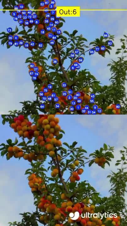 How To Do Fruit Counting With Yolov8 Muhammad Rizwan Munawar Posted On The Topic Linkedin