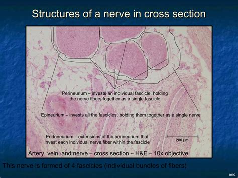 Histology Nerves Ppt
