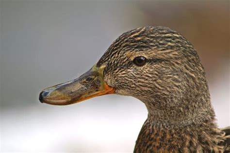 Duck Portrait Stock Image Image Of Duck Head Wings 13364845