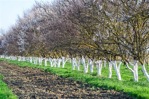도로를 따라 하얗게 칠해진 나무 줄기 녹색 초원 및 하얗게 된 Boles와 경로 따라 살구 0명에 대한 스톡 사진 및 기타 이미지 Istock