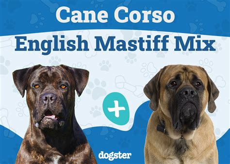 Mastiff Cross Uk