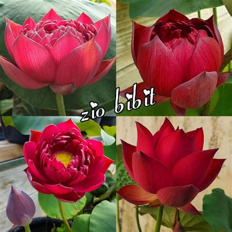 Jual Benih Bibit Biji Lotus Teratai Merah Amaros Shopee Indonesia
