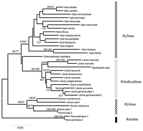 Bootstrap Analyses Carried Out With 1000 Iterations Using The 427 Pb Of Download Scientific