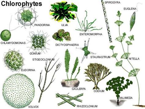 General Account Of Vchlorophyta And Charophyta