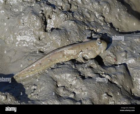 Great Blue Spotted Mudskipper Boleophthalmus Pectinirostris Stock