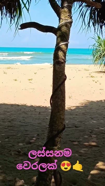 පානදුර වෙරළේ ලස්සන 😍🥰 Youtube