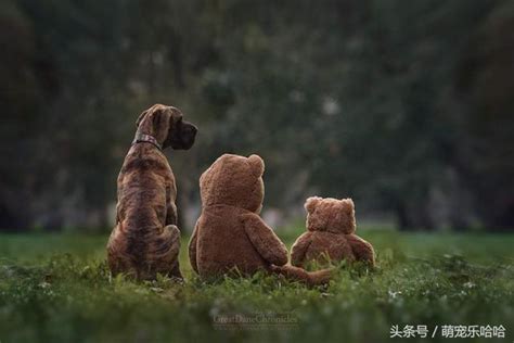 泰迪熊和汪星人在一起拍出的照片，另有一番風味！ 每日頭條