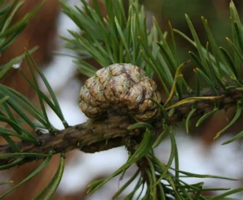How Do Pine Trees Reproduce Full Reproduction Cycle