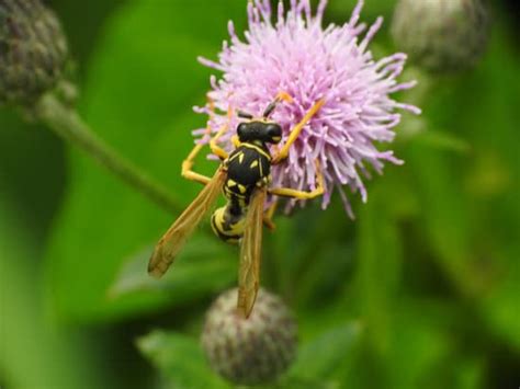 How Many Wasps Fit In A Small Nest Pestwhisperer Com