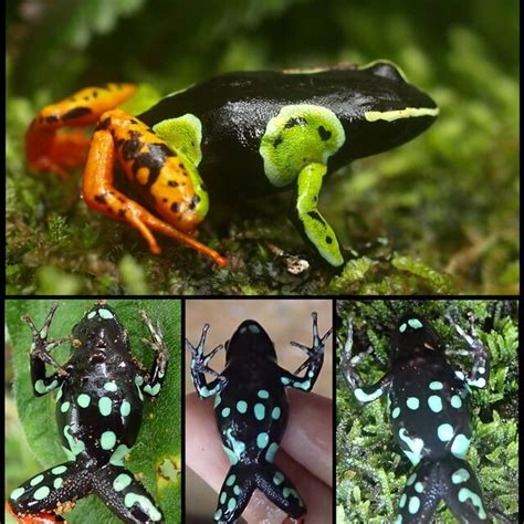 We Used Photographic Capture Recapture To Estimate Abundance Of Download Scientific Diagram