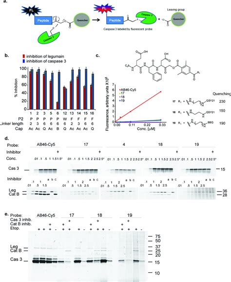 First Generation Quenched Activity Based Probes Development A Download Scientific Diagram