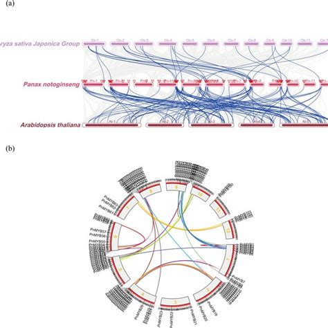 A The Collinearity Relationship With The Genome Of Pnmyb And The Other