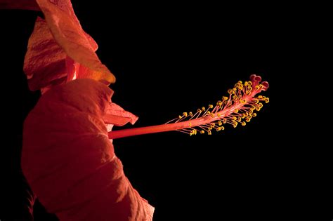 Fifty Of Shades Of Green The Sex Lives Of Plants Country Life