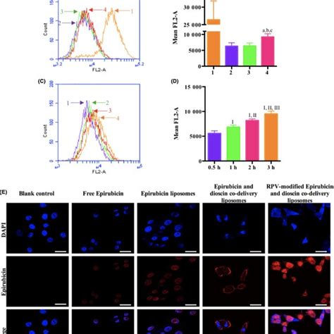Cellular Uptake And Distribution After Incubation With Various Download Scientific Diagram