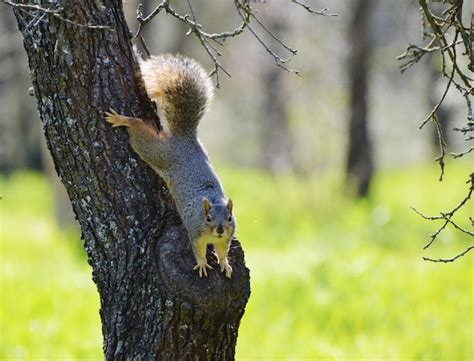Premium Photo Squirrel On Tree Trunk