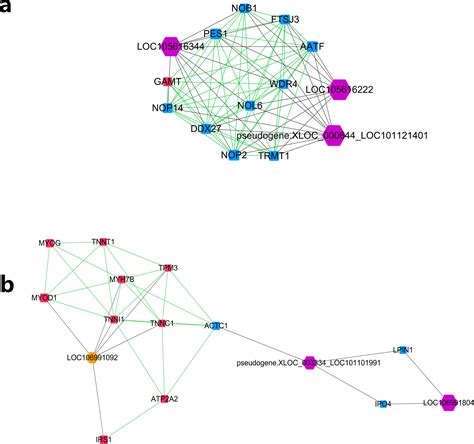 Sheep Skeletal Muscle Transcriptome Analysis Reveals Muscle Growth Regulatory LncRNAs PeerJ