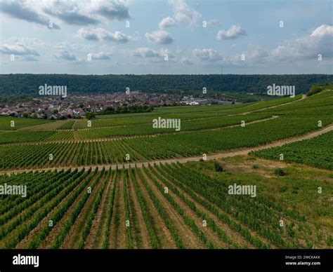 Vine Field Green With Fruits With Different Structures Taken From