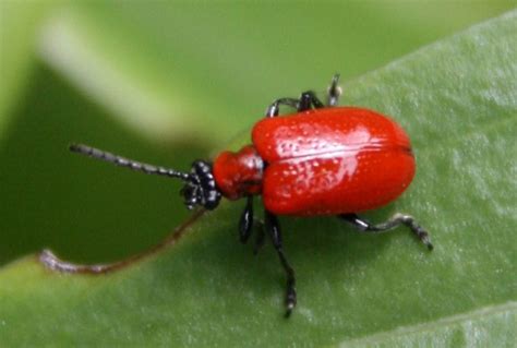 24 Red Small Bug Species Pictures And Identification