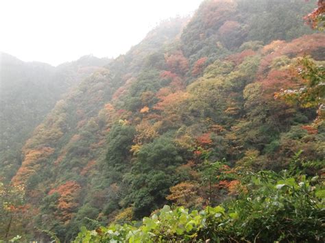 高野山麓 橋本新聞 玉川峡に紅葉・黄葉〝やどり温泉〟初冬の景色