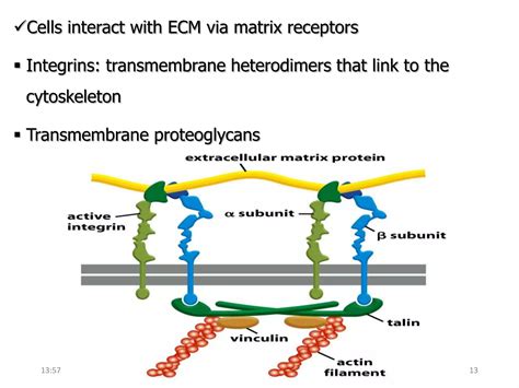 3 8 Extracellular Matrix Pptx