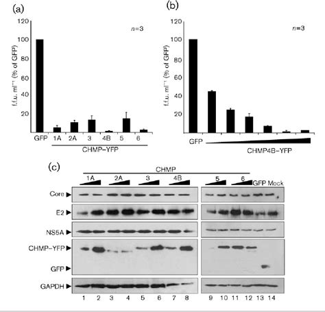 Figure 4 From Vps4 And The Escrt Iii Complex Are Required For The Release Of Infectious
