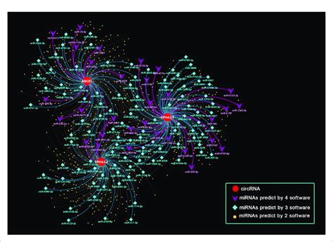 Interaction Network Of Three Circrnas And Mirna Nodes In The Plot