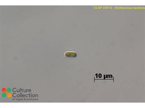 Stichococcus Bacillaris
