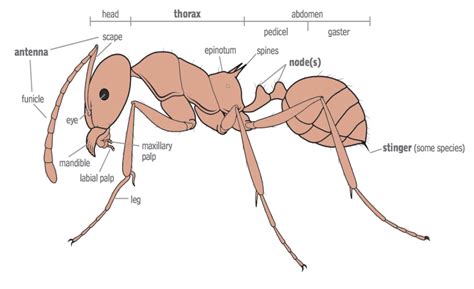 Ant Identification Guide Carpenter Ant Anatomy Arthropods Anatomy