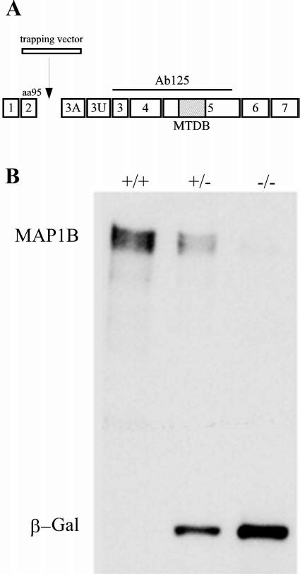 A Structure Of Map1b Gene Seven Coding Exons 1 7 And Two Noncoding Download Scientific