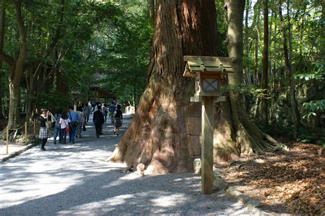 内宮の神宮杉