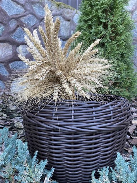 Кашпо з ротангу вазон — ціна 500 грн у каталозі Кашпо Купити товари для дому та побуту за