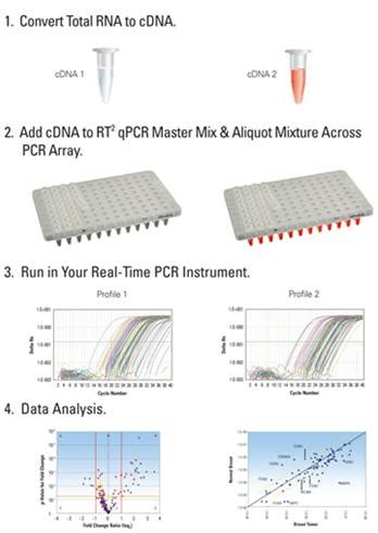 基因芯片检测PCR Array 技术服务 北京信诺金达生物科技有限公司 基因芯片检测PCR Array 技术服务 北京信诺金达生物科技有限公司