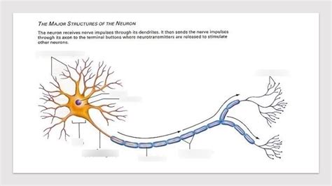 Lesson 1 Diagram Major Structures Of A Neuron Diagram Quizlet