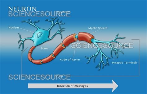 Motor Neuron Diagram Illustration Stock Image Science Source Images