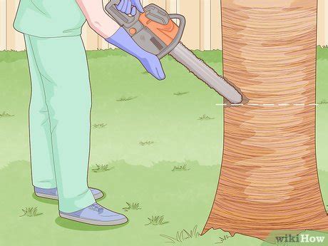 3 Ways To Remove A Palm Tree WikiHow