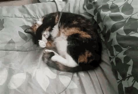 Sleeping Cat  The Perfect Relaxation Visual For Any Moment