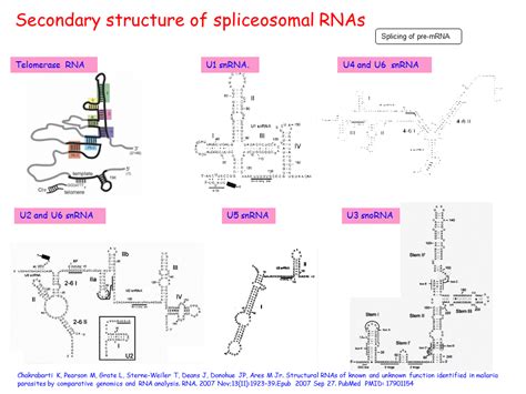 Secondary Structure Of Spliceosomal Rnas
