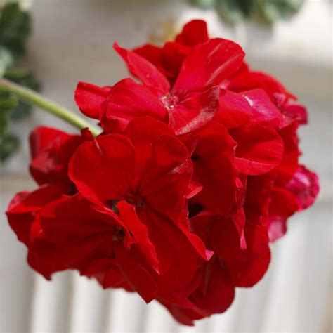 Géranium Nterspécifique Cassiopeia Pelargonium Peltatum X Zonale