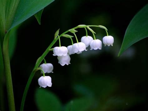 Flowers That Start With L Photos Facts Growing Zones Habitats