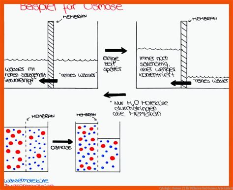 21 Diffusion Und Osmose Arbeitsblatt Allgemeine Arbeitsblätter