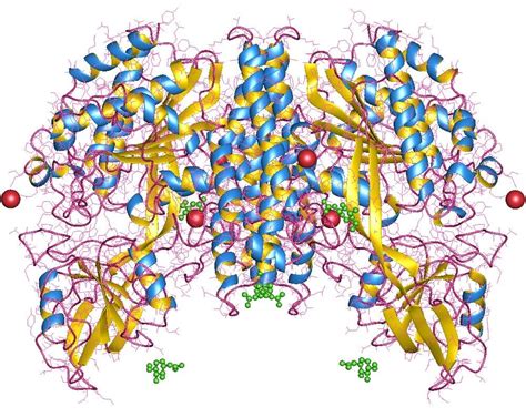 Transferrin Receptor A Potential Biomarker For Diagnosing Pah Rare