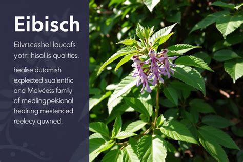 Eibisch Die Heilende Kraft Der Malvengewächse