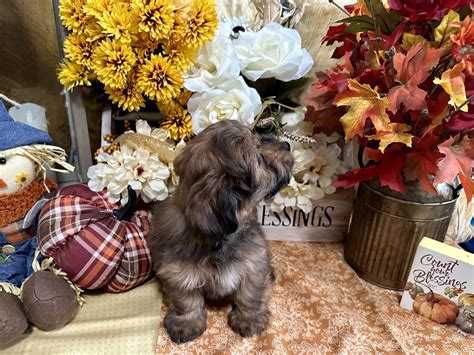 Tanner Arabella Havanese