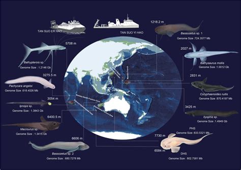 Deep Sea Fish Study Reveals Evolutionary Marvels In Earths Hadal Zone
