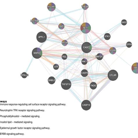 Nrg4 Interaction Network Gene Gene Functional Network Construction Was